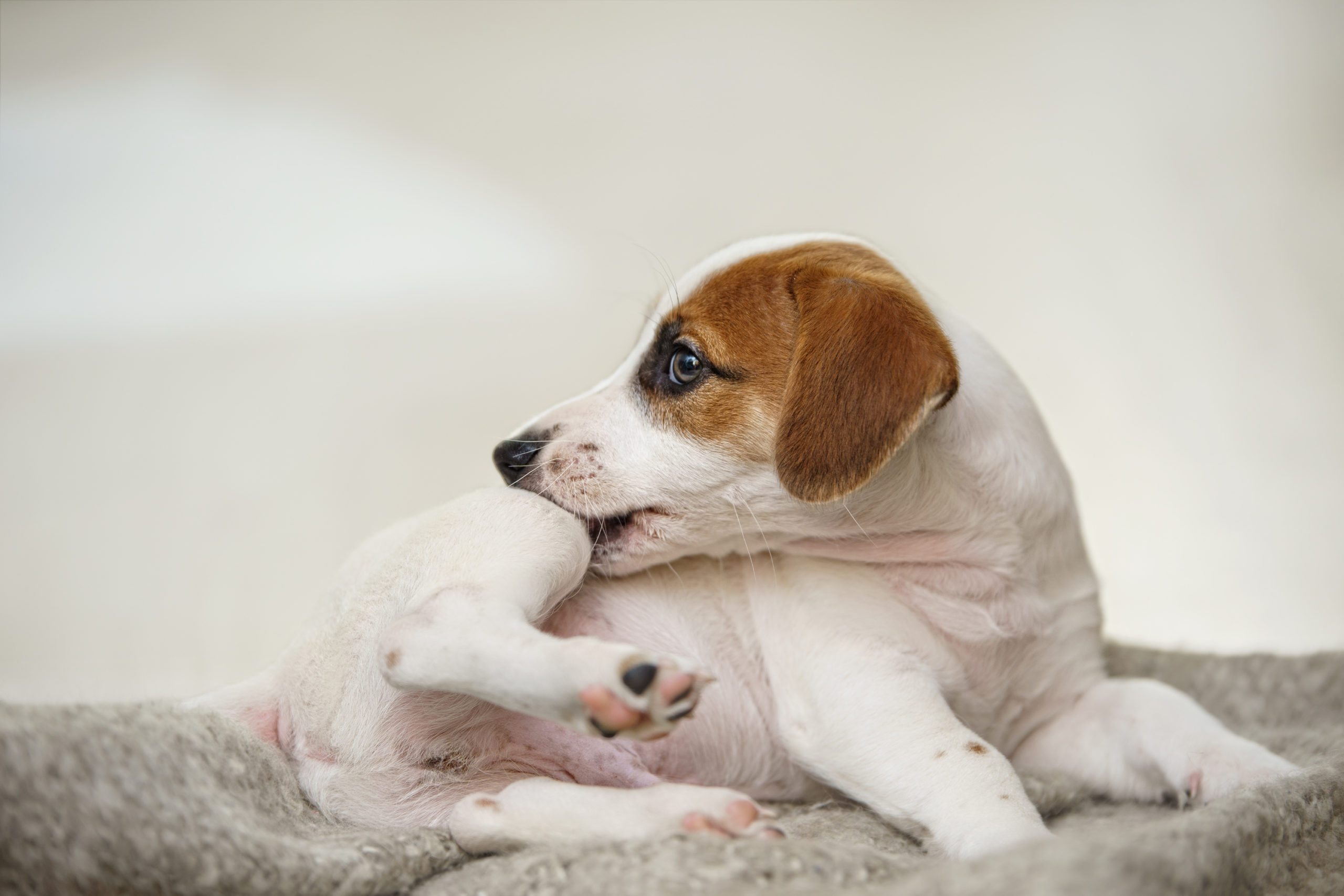 A comparison of parasite treatments for dogs - Vet in a Van
