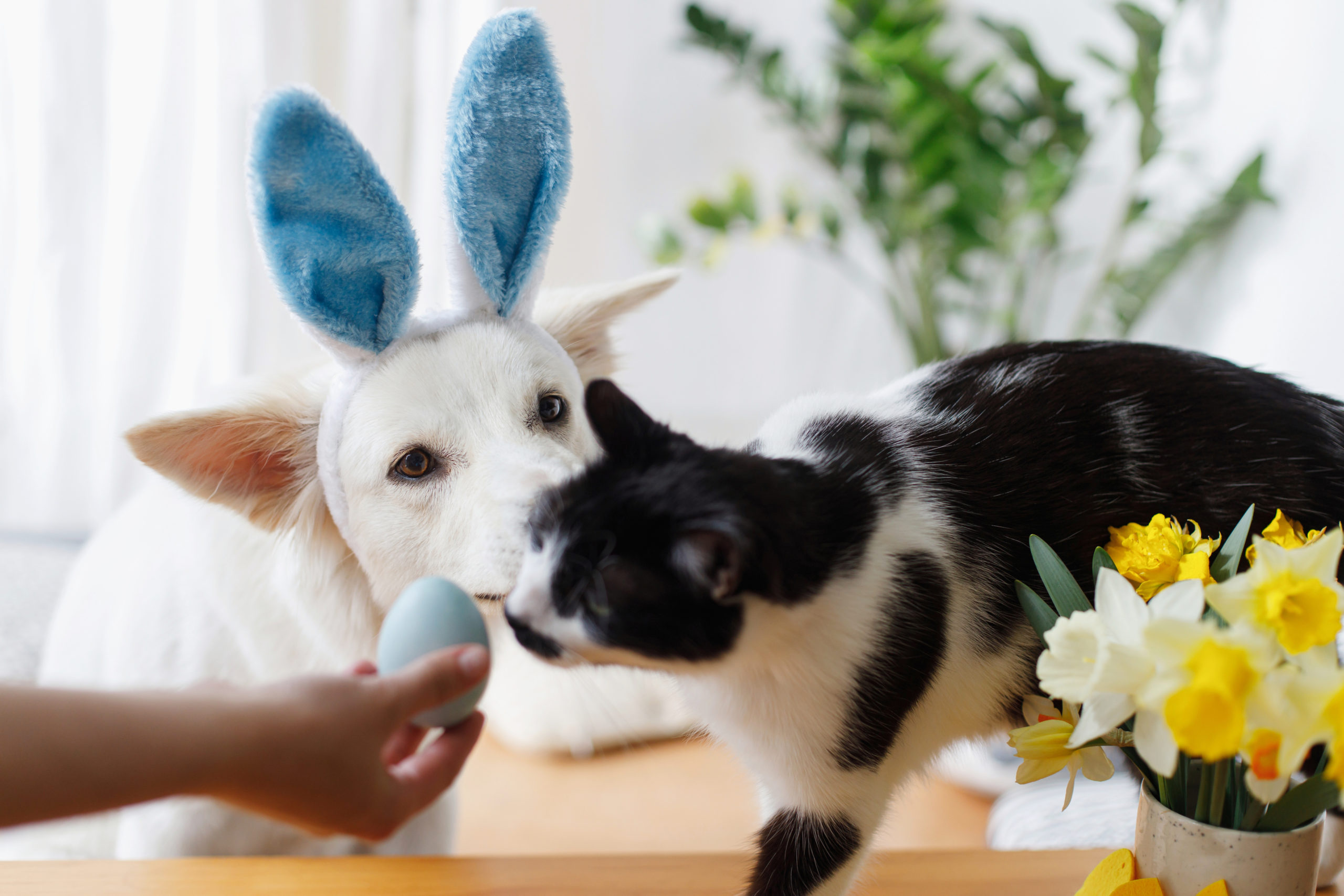Have a pet friendly Easter - Vet in a Van